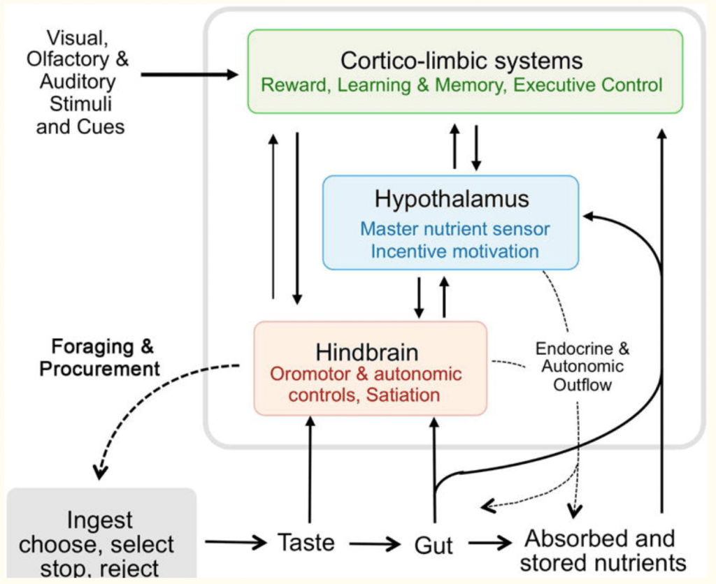 3 Biggest Factors Influencing Weight Regain – JC Fitness